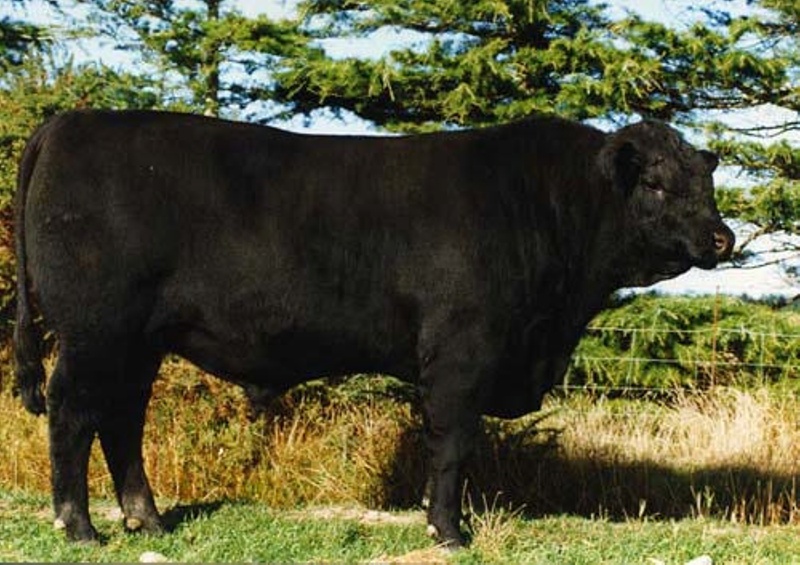 bull Angus, SL & BE Chambers, ex Betty Chambers; EHS-0315 | eHive