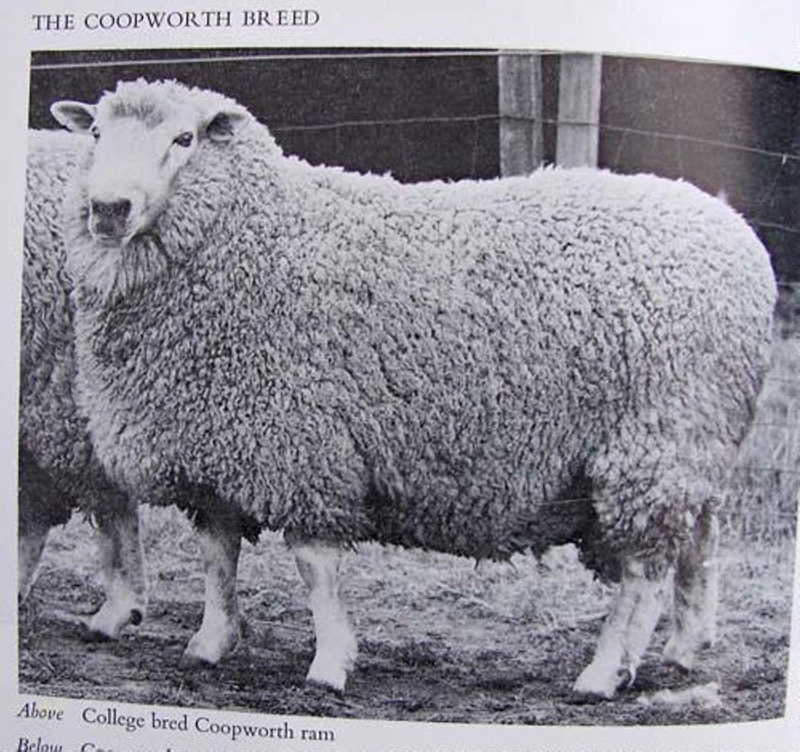 D Moorhead Sheep 017; EHS-0349 | eHive