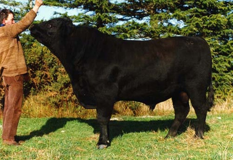 Bull Balance, John Bayley National 93, Angus, SL & BE Chambers, ex ...