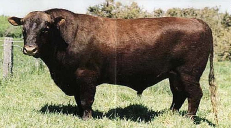 Red Poll bull picture; EHS-1277 | eHive