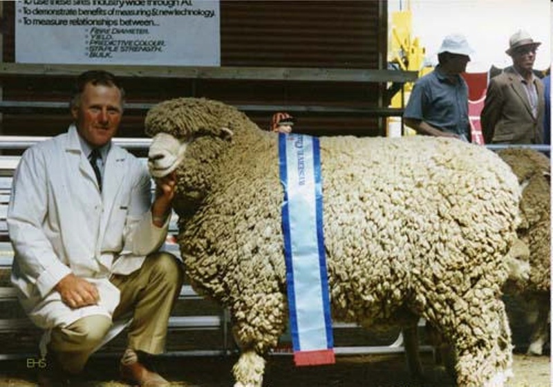 Holly FarmG40-86 HF G40 Corriedale Reserve Champion Ram Canterbury A&P ...