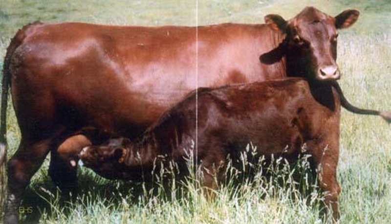 Red Poll cow & calf picture; EHS-1276 | eHive