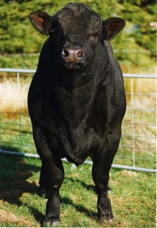 bull, Angus, SL & BE Chambers, ex Betty Chambers; EHS-0318 | eHive