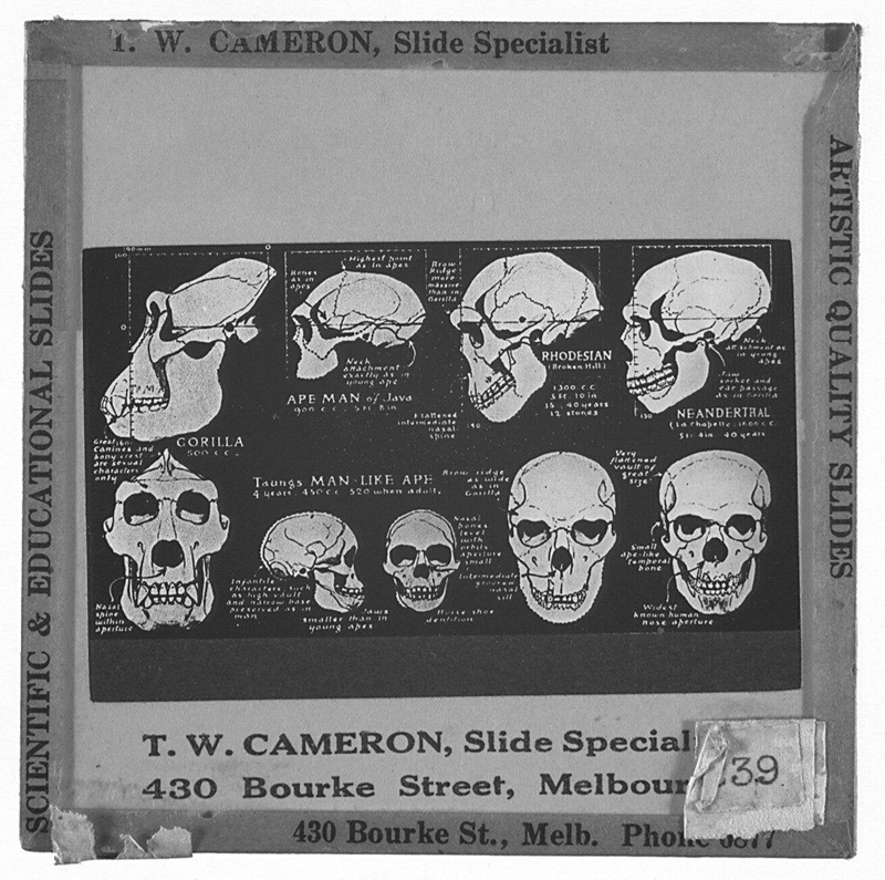 Lantern Slide - Evolution of Primate & Human Head, circa 1930s-1940s; T ...