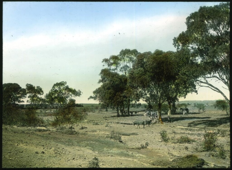 Donkeys in the outback : Fred McKay Cape York Peninsula and West ...