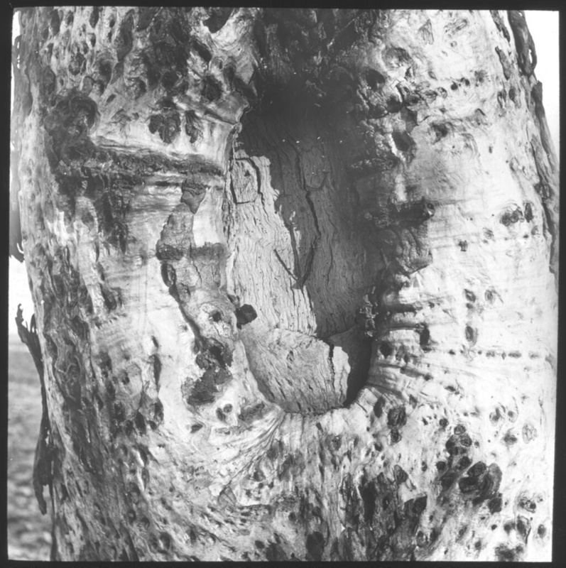Trunk Of The Dig Tree John Flynn Flynn John 1880 1951 1912 1951 Hlnl24 Ehive