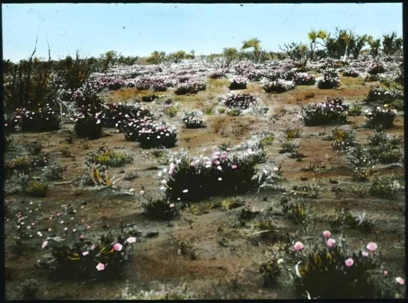 Parakeelia, [i.e. Parakeelya] wildflowers, central Australia [2] scenes ...