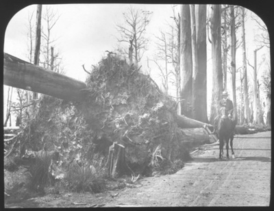 Upturned tree displays its massive root system on the Lardner block ...