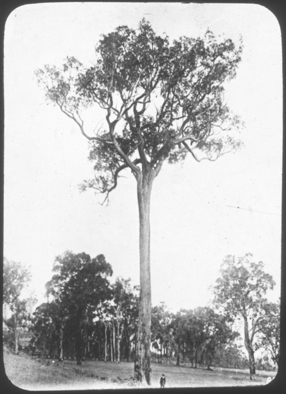 View of a tall jarrah tree : taken on a survey trip undertaken in 1927 ...