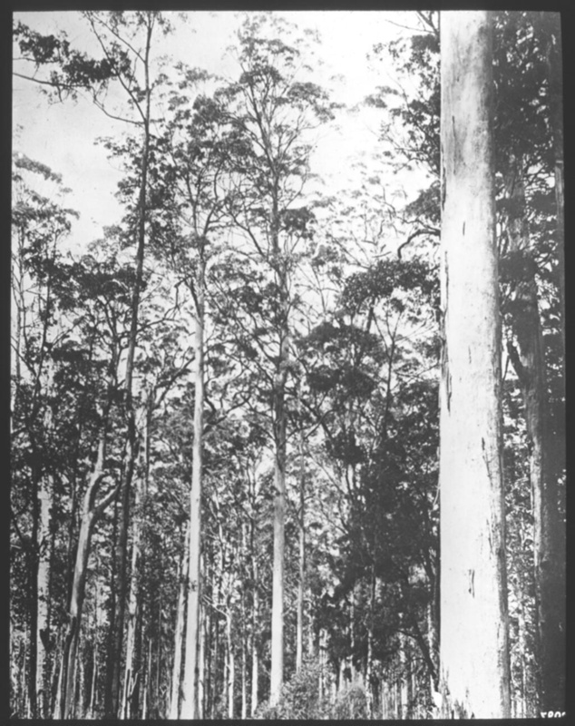 Karri forest Western Australia, [1] taken during the Resonian trip to ...