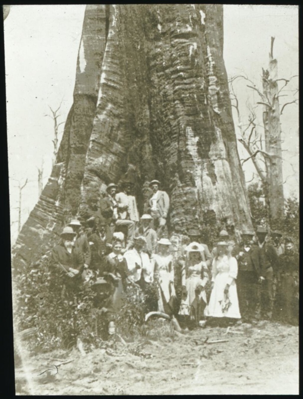 Old man tree [group of people at the base of a large tree] part of ...