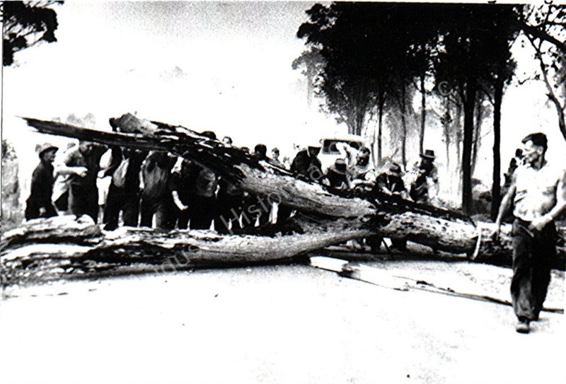 Men moving fallen tree; 1961; P92-16 | eHive
