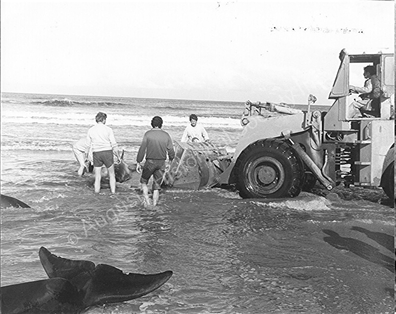 Front end loader and whale; 31.7.86 - 1.8.86; P86-20 | eHive