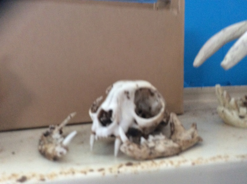 Wild cat skull + jaws | eHive