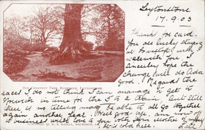 Postcard: "Old Chestnut Tree, Bushwood, Leytonstone"; ARN0318 | eHive