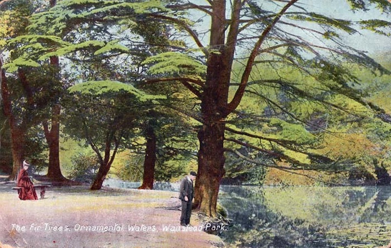 Postcard: "The Fir Trees, Ornamental Waters, Wanstead Park"; ARN0088 ...