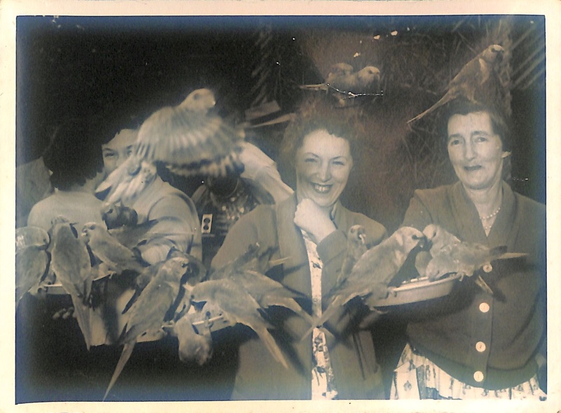 Black and white photograph of three women feeding birds; ca. 1950; B12 ...
