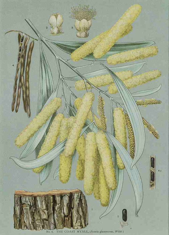 The Coast Myall; Edward William Minchen, Australian, b. 1852 - d.1913 ...