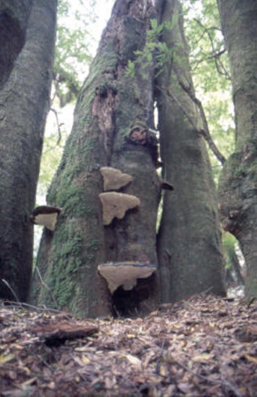 Rainforest fungi Monga; Milligan, Terry; 1990s; S2019/03.3 | eHive