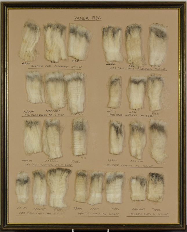 Framed Wool Clipping Sample from 1990 Yanga Station Shearing Season ...