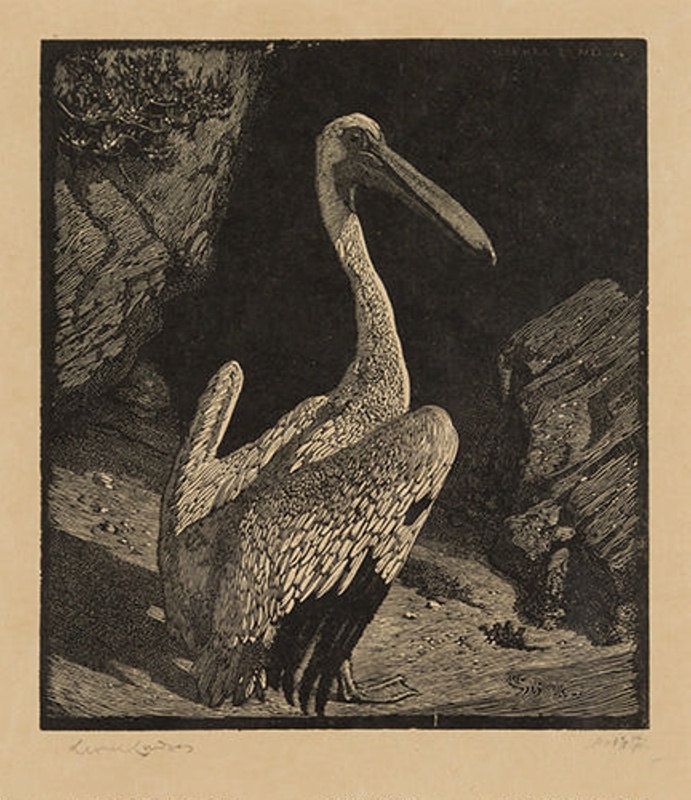 The Pelican; Lionel Lindsay (b.1874, d.1961); 1923; 2016.125 | eHive