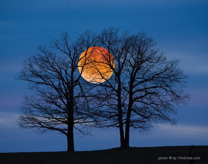 Blood Moon Lunar Eclipse and Oak Trees; Tim Ernst; 2014; 2020-28 | eHive