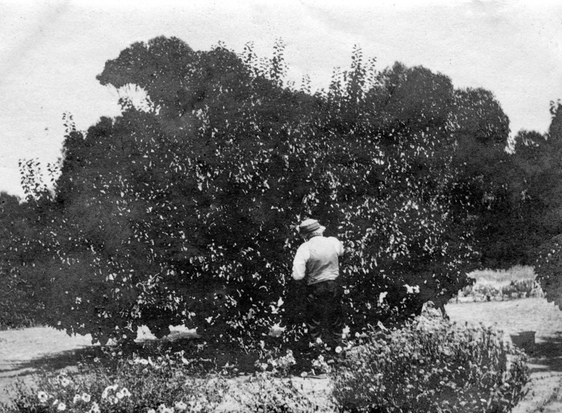 John BUICK in his orchard, approximately 1907 - 1909.; Buick Family ...