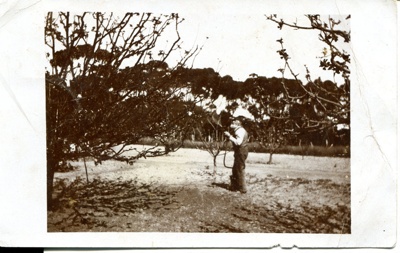 John Buick in his orchard. Photo on postcard and writing on reverse. c ...