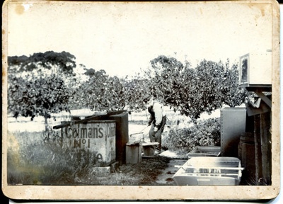 John Buick in his garden with "Colman’s No. 1". c. 1907-1909 ; Linnett ...