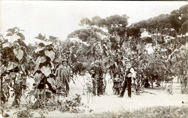 John BUICK in his orchard, with two other men and an unknown child (see ...