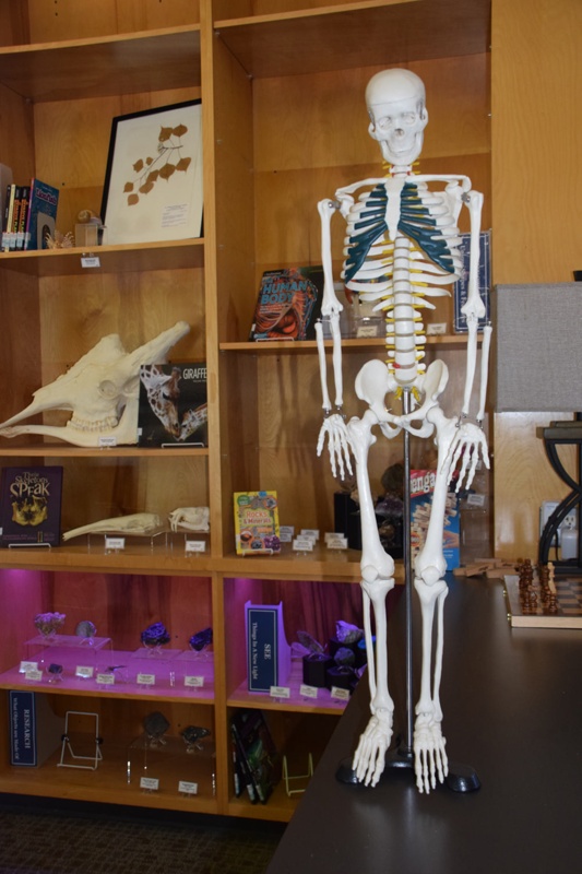 Human skeleton (Homo sapiens), miniature model; Chordates (Chordata ...