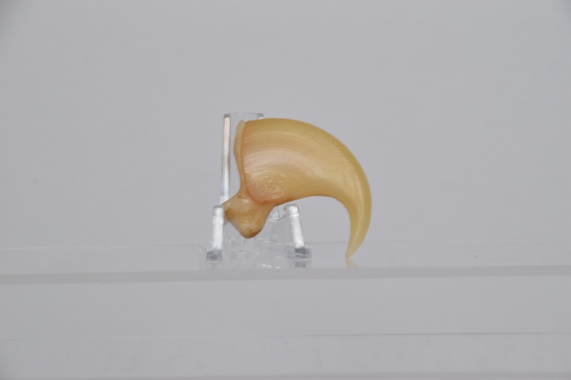 Mountain Lion Claw (Puma concolor); Chordates (Chordata), Vertebrates ...