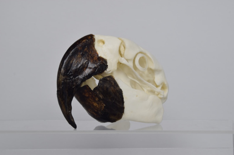 Hyacinth Macaw Skull (Anodorhynchus hyacinthinus); Chordates (Chordata ...