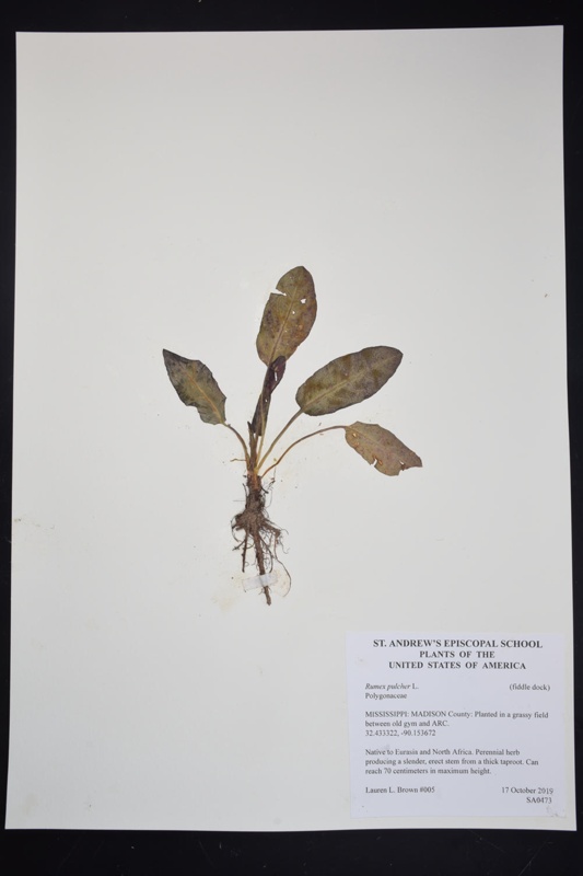 Fiddle Dock (Rumex pulcher); Plants (Plantae), Vascular Plants ...