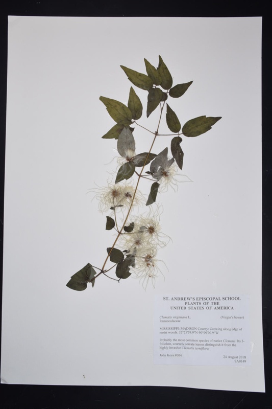 Devil's Darning Needles (Clematis virginiana); Plants (Plantae ...