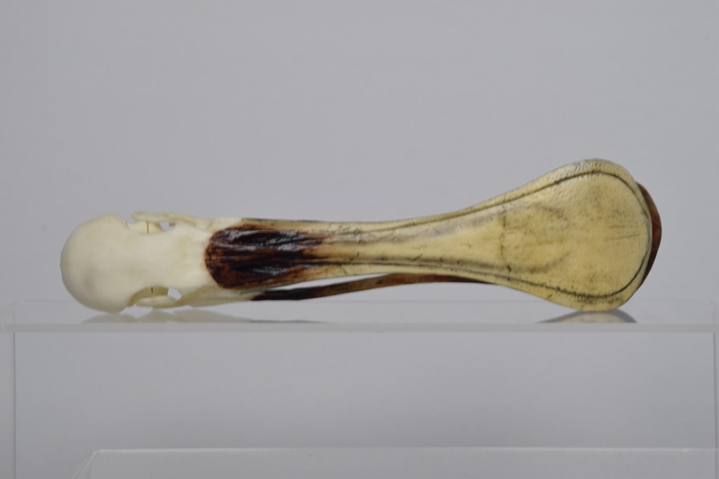 Roseate Spoonbill Skull (Platalea ajaia); Chordates (Chordata ...