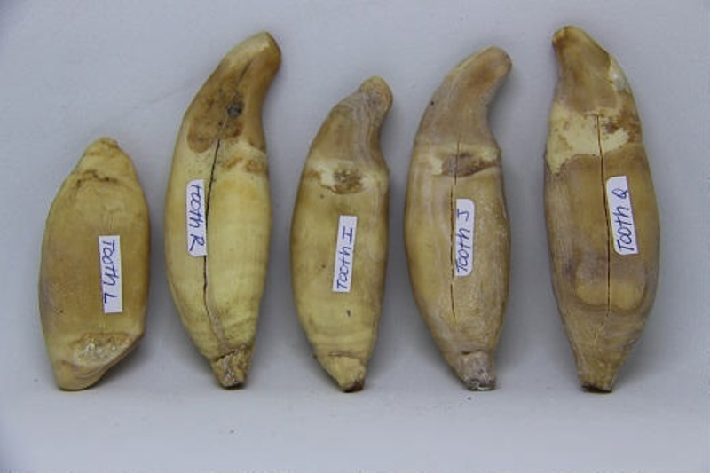 Orca teeth; Orcinus orca; 2019-190 | eHive
