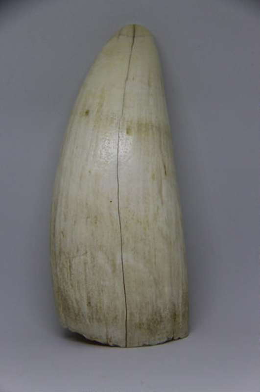 Sperm whale tooth; Physeter macrocephalus; 2018-020 | eHive