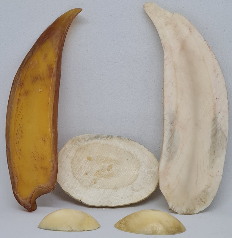 Dissected tooth; Physeter macrocephalus; 2021-008 | eHive