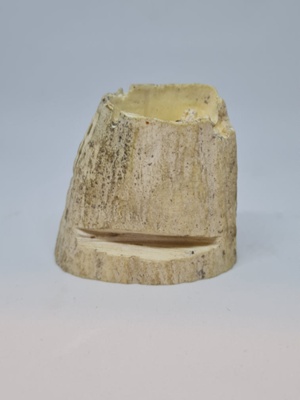 Sperm whale tooth; Physeter macrocephalus; 2021-007 | eHive