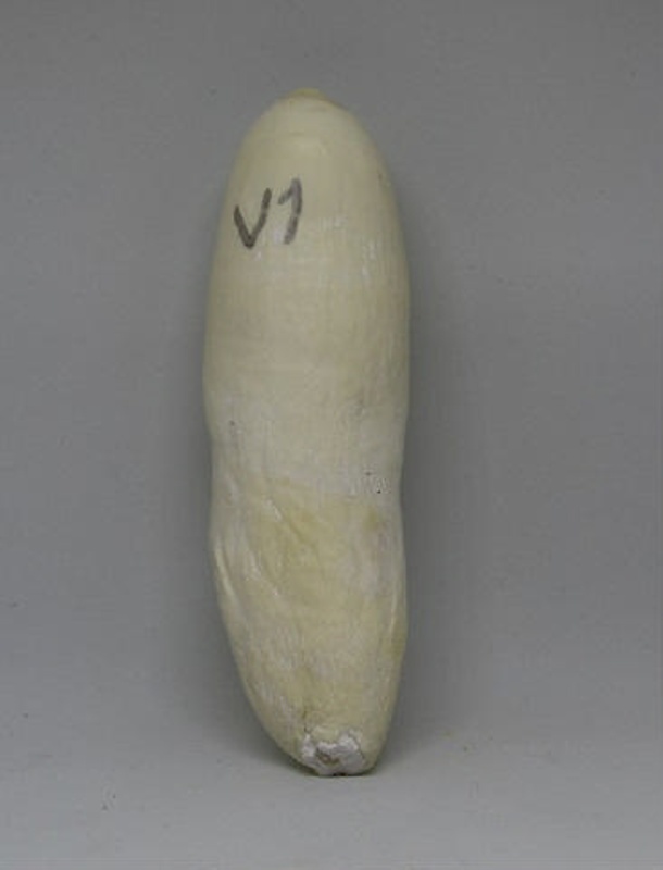 Sperm whale tooth; Physeter macrocephalus; 2019-179 | eHive